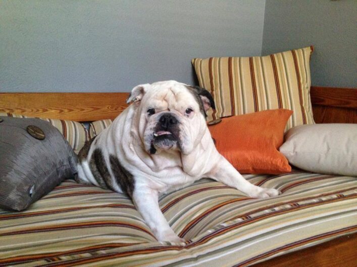 George Patton - Lone Star Bulldog Club Rescue