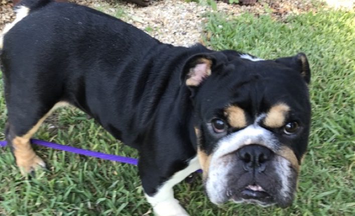 Axl Rose (now Sara Jessica Barker) | Lone Star Bulldog Club Rescue