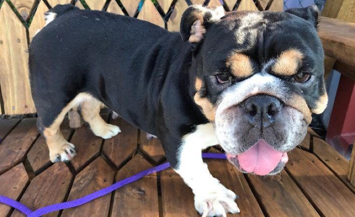 Axl Rose (now Sara Jessica Barker) - Lone Star Bulldog Club Rescue