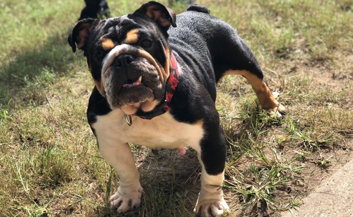Axl Rose (now Sara Jessica Barker) - Lone Star Bulldog Club Rescue