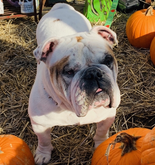 Bandit - Lone Star Bulldog Club Rescue