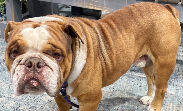 Available Bulldogs Archives - Lone Star Bulldog Club Rescue