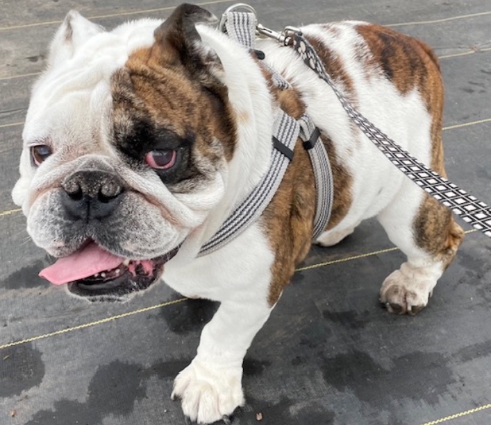 Heavy D. - Lone Star Bulldog Club Rescue