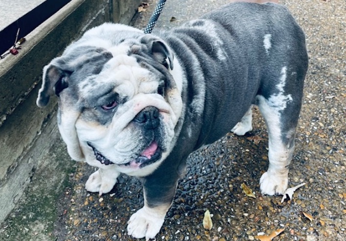 Rolex - Lone Star Bulldog Club Rescue