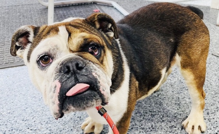 Kennedy - Lone Star Bulldog Club Rescue