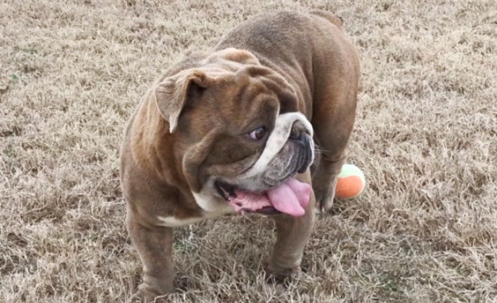 Ted E. Bulldog - Lone Star Bulldog Club Rescue