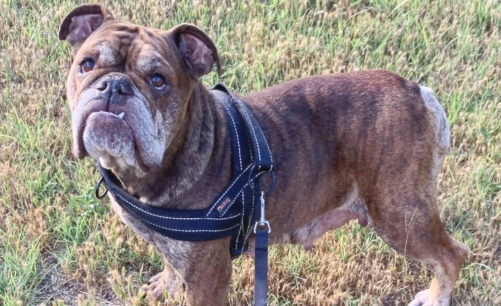 Wilma Lee (now Lucy) - Lone Star Bulldog Club Rescue