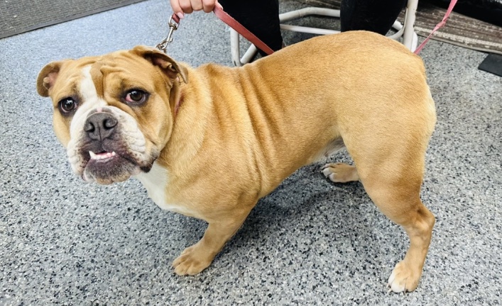 Bailey Faith - Lone Star Bulldog Club Rescue