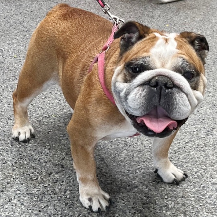 Fiona Fig - Lone Star Bulldog Club Rescue