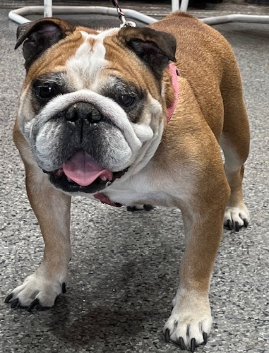 Fiona Fig - Lone Star Bulldog Club Rescue