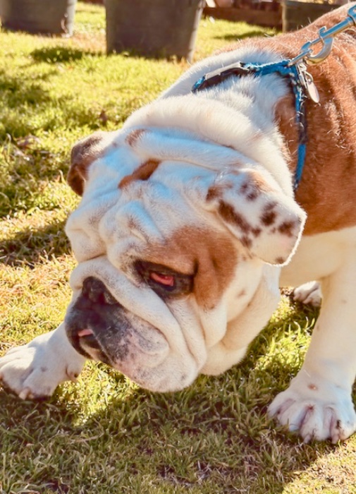 Hank The Bulldog - Lone Star Bulldog Club Rescue