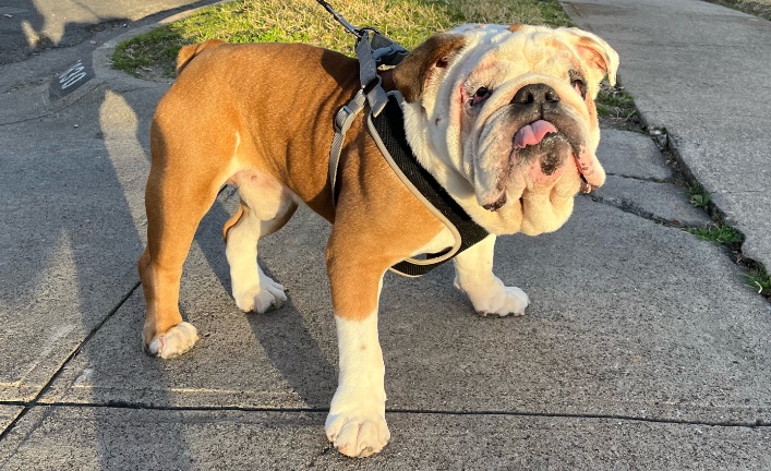Hank The Bulldog - Lone Star Bulldog Club Rescue