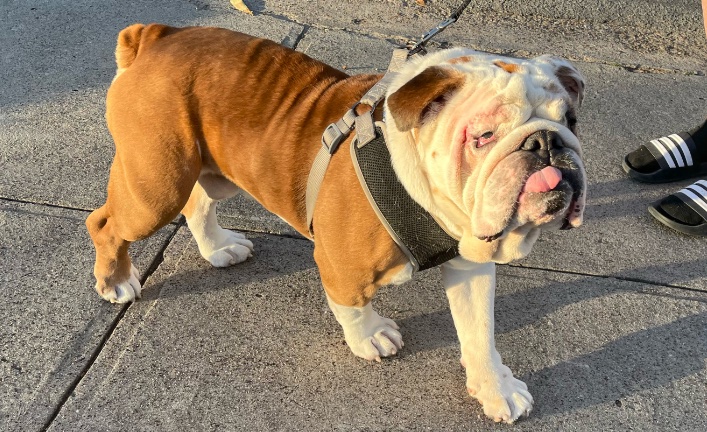 Hank The Bulldog - Lone Star Bulldog Club Rescue