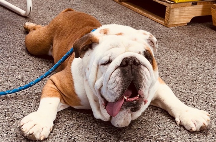 Hank The Bulldog - Lone Star Bulldog Club Rescue