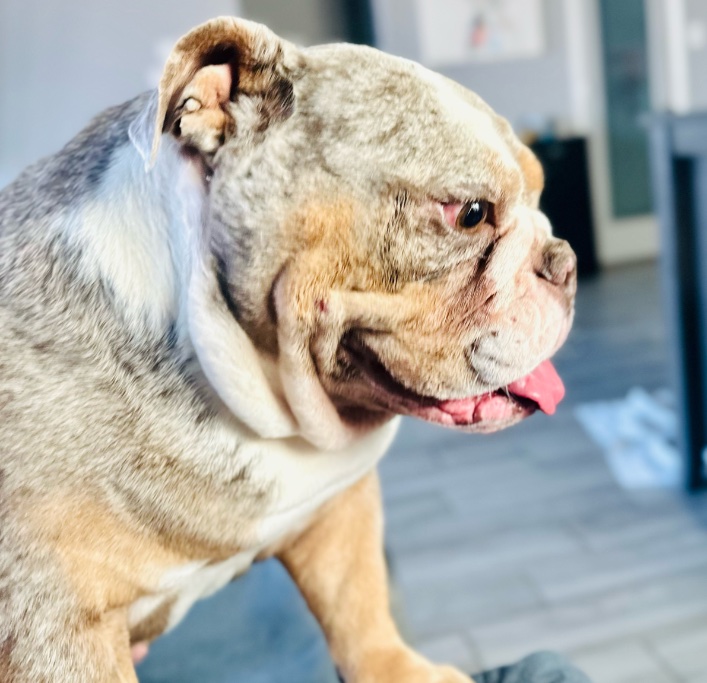 Sibella - Lone Star Bulldog Club Rescue