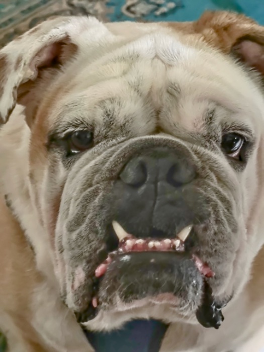 Commander - Lone Star Bulldog Club Rescue
