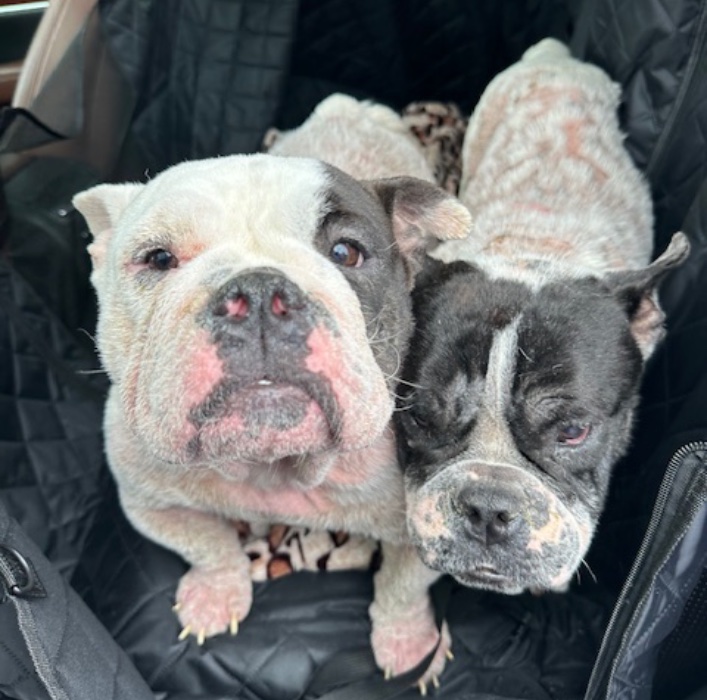 Hazel Bloom - Lone Star Bulldog Club Rescue