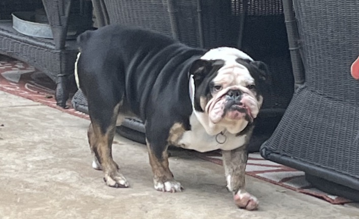 Bo Loney - Lone Star Bulldog Club Rescue