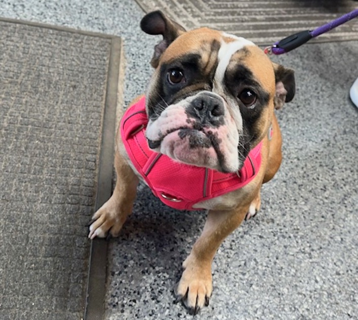 Daisy Bird - Lone Star Bulldog Club Rescue