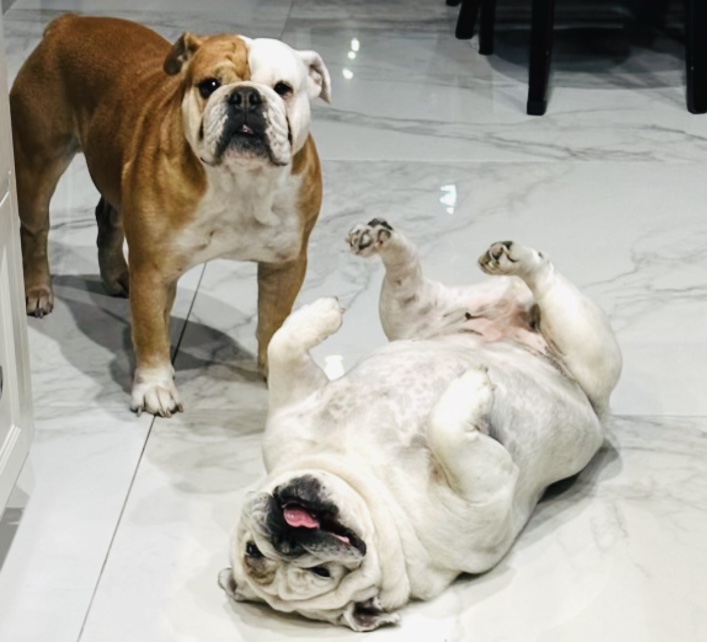 Jax Leon - Lone Star Bulldog Club Rescue