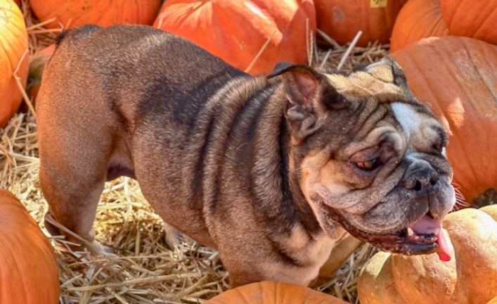 Bellavista - Lone Star Bulldog Club Rescue