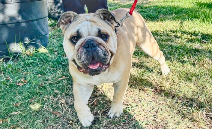 Cash Collin - Lone Star Bulldog Club Rescue