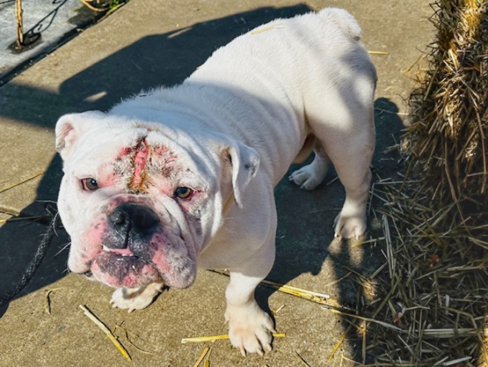 Oliver Lane - Lone Star Bulldog Club Rescue