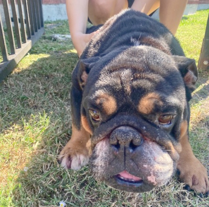 Rosco Adam - Lone Star Bulldog Club Rescue