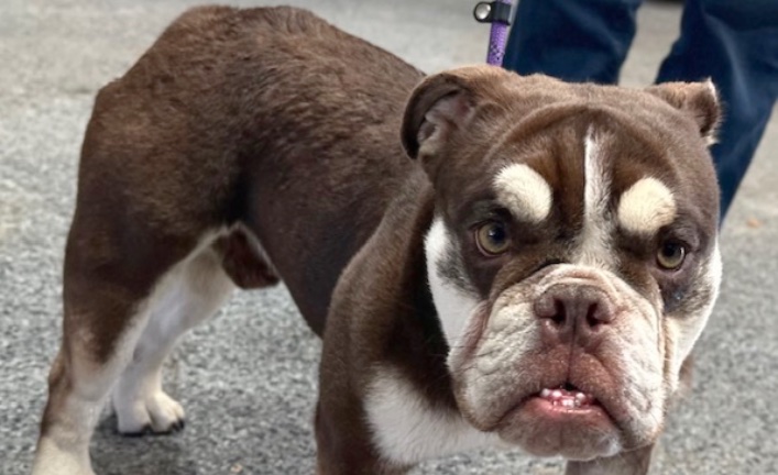 Andrew Jackson - Lone Star Bulldog Club Rescue