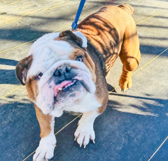 Blaze Runner - Lone Star Bulldog Club Rescue