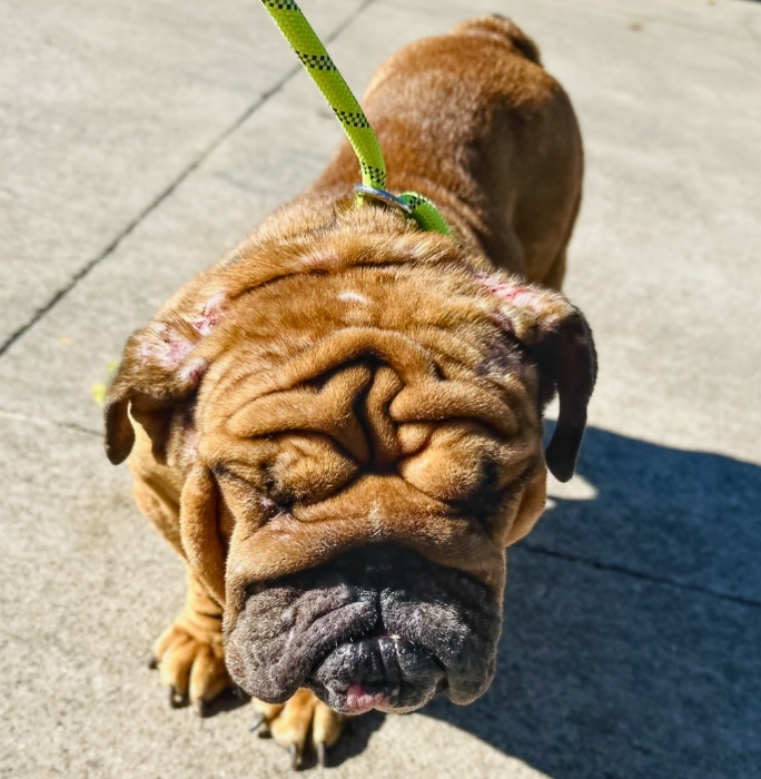 Coco Noelle - Lone Star Bulldog Club Rescue