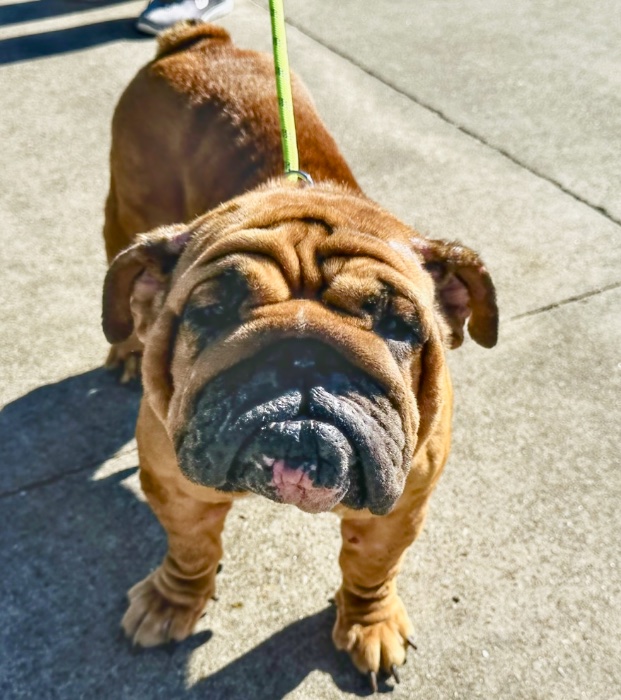 Coco Noelle - Lone Star Bulldog Club Rescue
