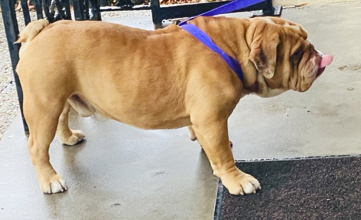Neo - Lone Star Bulldog Club Rescue