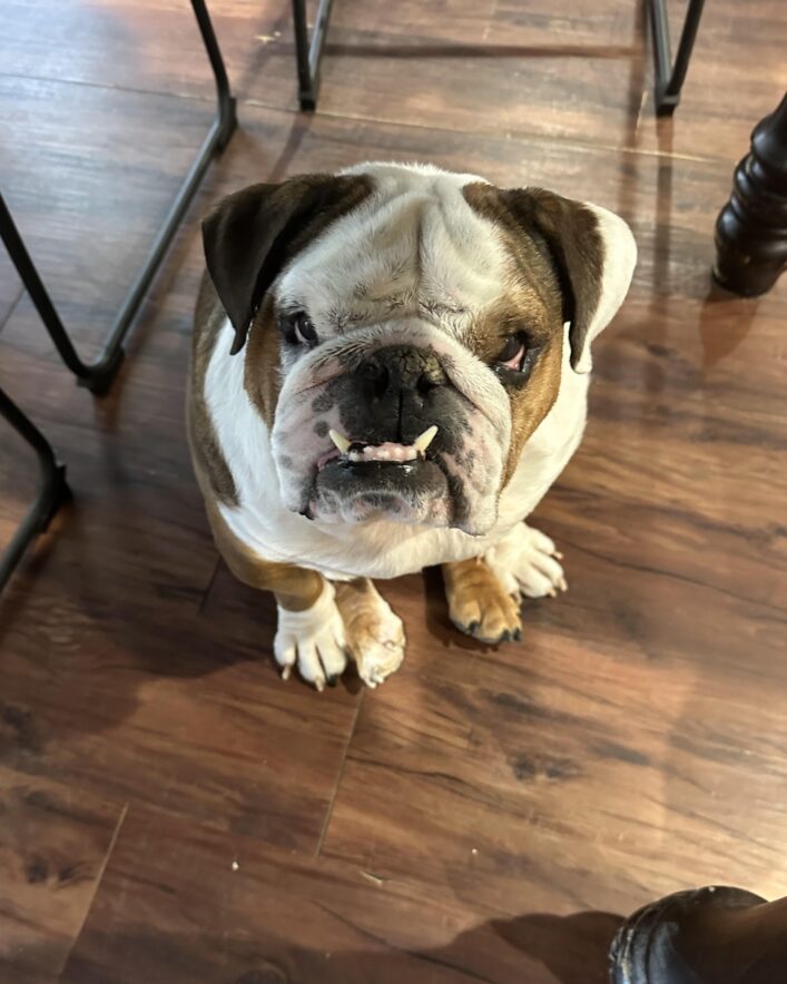Blaze Runner - Lone Star Bulldog Club Rescue