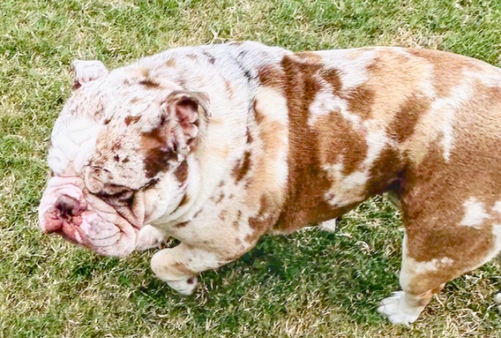 Opi - Lone Star Bulldog Club Rescue