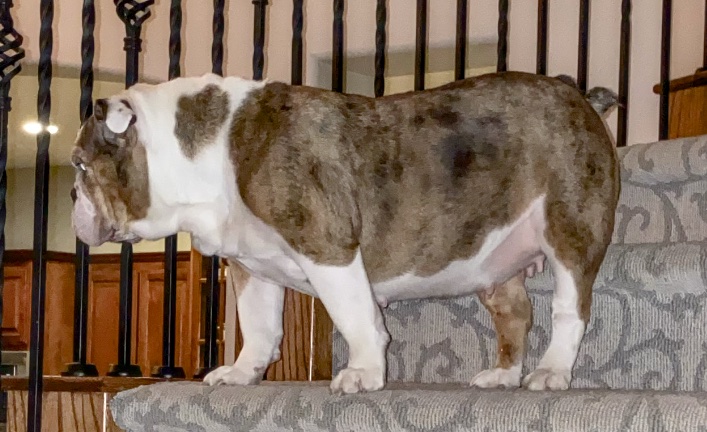 Bonnie Blue - Lone Star Bulldog Club Rescue