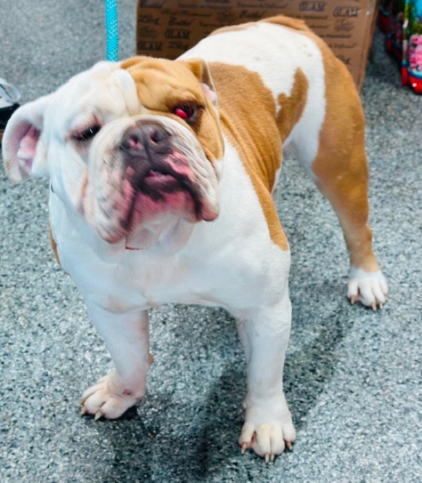 Daytona - Lone Star Bulldog Club Rescue