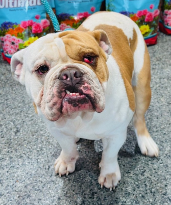 Daytona - Lone Star Bulldog Club Rescue