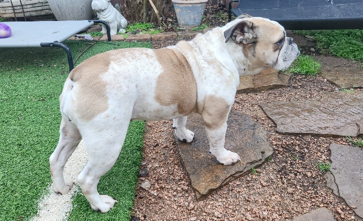 Honey Bear - Lone Star Bulldog Club Rescue