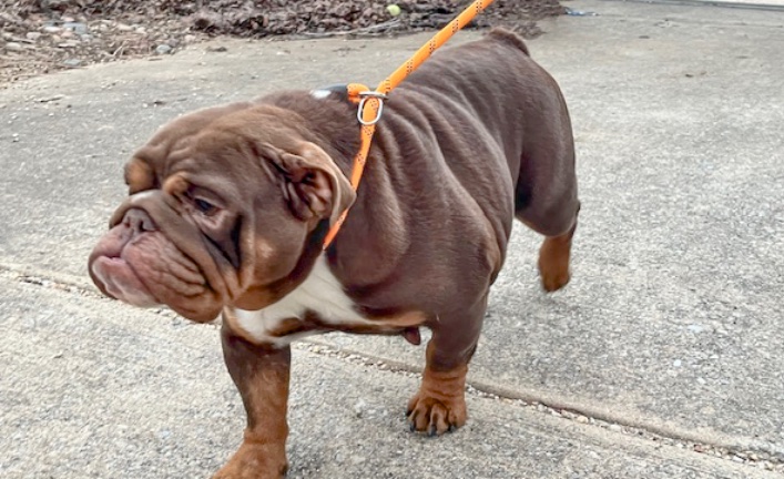 Suzanne Sugarbaker - Lone Star Bulldog Club Rescue