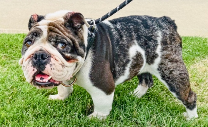 Cookie Sprinkle (now Cookie Monster) - Lone Star Bulldog Club Rescue