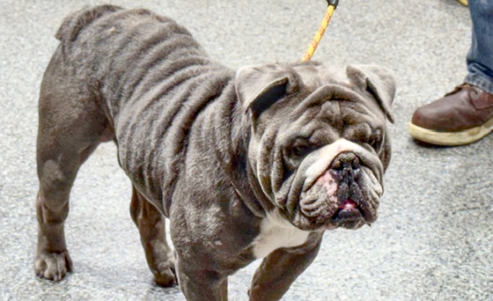 Kobe Cowboy - Lone Star Bulldog Club Rescue