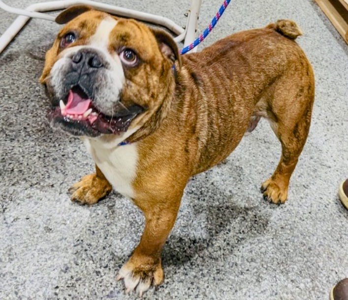 Kobert - Lone Star Bulldog Club Rescue