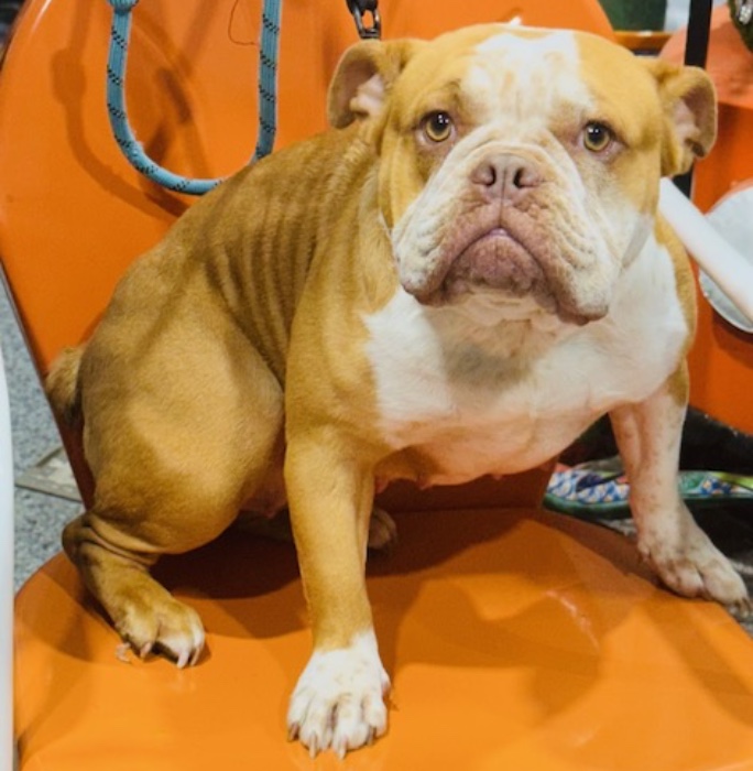 Sage Brook - Lone Star Bulldog Club Rescue