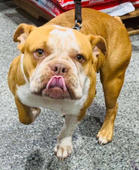 Sage Brook - Lone Star Bulldog Club Rescue