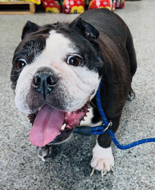 Onyx - Lone Star Bulldog Club Rescue