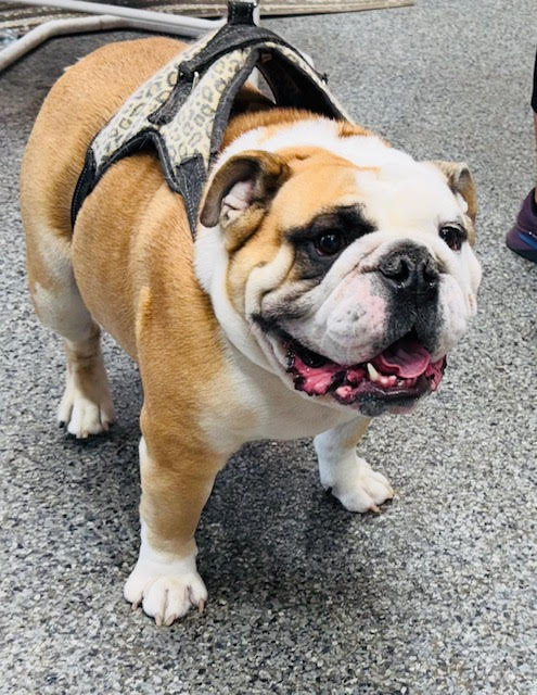 Diesel Drew (now Popeye) - Lone Star Bulldog Club Rescue
