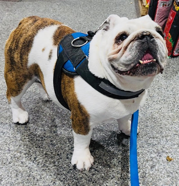 Frank Felix - Lone Star Bulldog Club Rescue