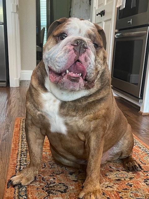 Kona - Lone Star Bulldog Club Rescue