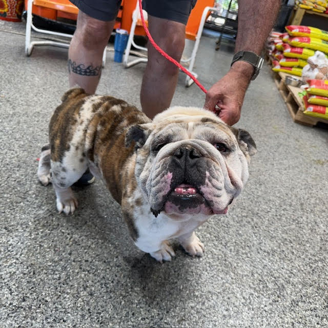 Hulk Morgan (now Angus) - Lone Star Bulldog Club Rescue